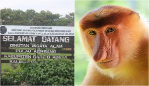 Mitos Bekantan, Monyet ‘Hidung Mancung’ Kalimantan yang Disebut Sebagai ...