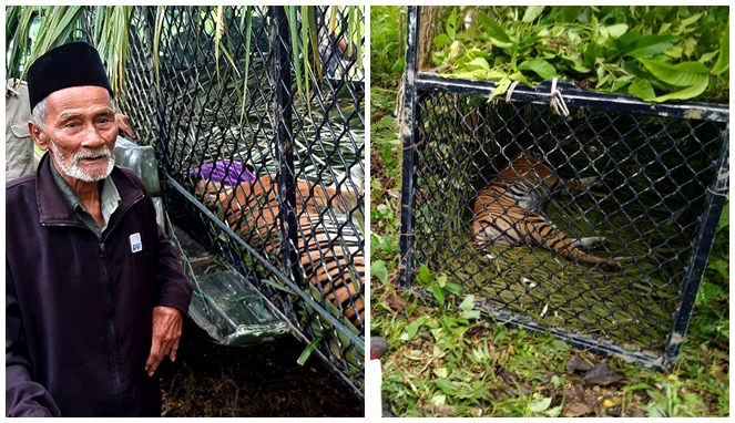 Kisah Sarwani Sabi, Sang Penjinak Harimau yang Mampu Berkomunikasi ...