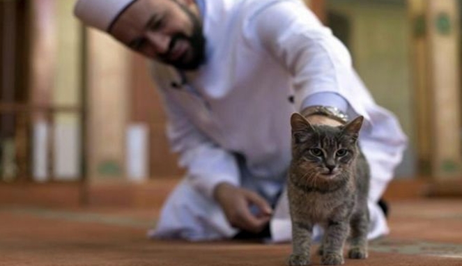 Mengenal Muezza, Si Kucing Kesayangan Rasulullah SAW yang Jarang Orang ...