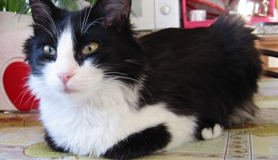 Cara Merawat Kucing Anggora, Biar Semakin Sehat dan Menggemaskan ...