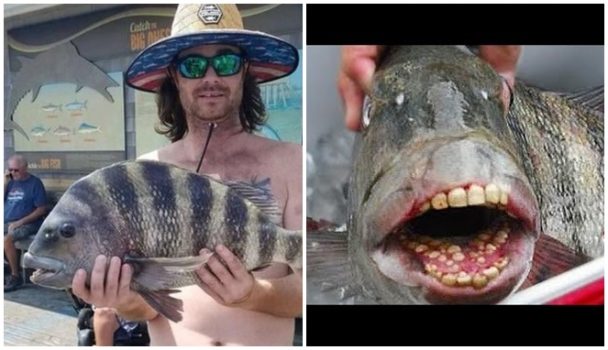 Ikan Bergigi Mirip Manusia Ditemukan Pemancing di AS, Kelihatannya ...