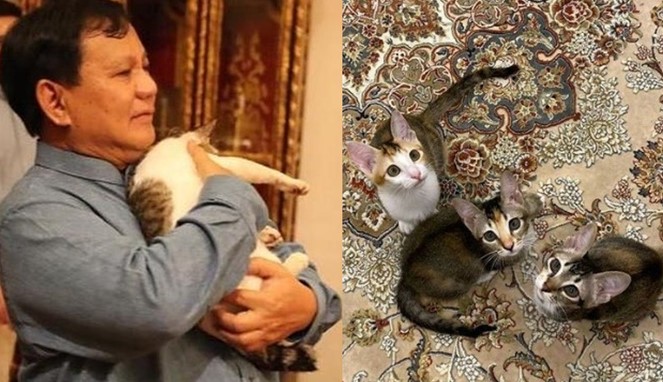 Gemesin Banget! Ini 10 Potret Prabowo Bersama Kucing Kesayangan, Ada 3 ...