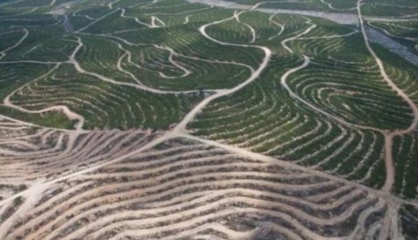 Bikin Miris, Begini 11 Penampakan Hutan Indonesia yang Makin Gundul ...