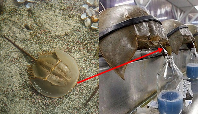 3 Fakta Darah Biru Kepiting Tapal Kuda, Segalon Bisa Dihargai 800 Juta ...