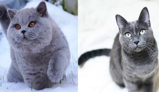 Kucing Busok, Ras Asli Pulau Raas Madura yang Diakui Dunia - Boombastis